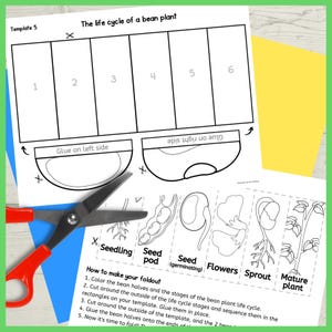 Life Cycles of Edible Plants Sequence and Fold Science Craft Activities ...