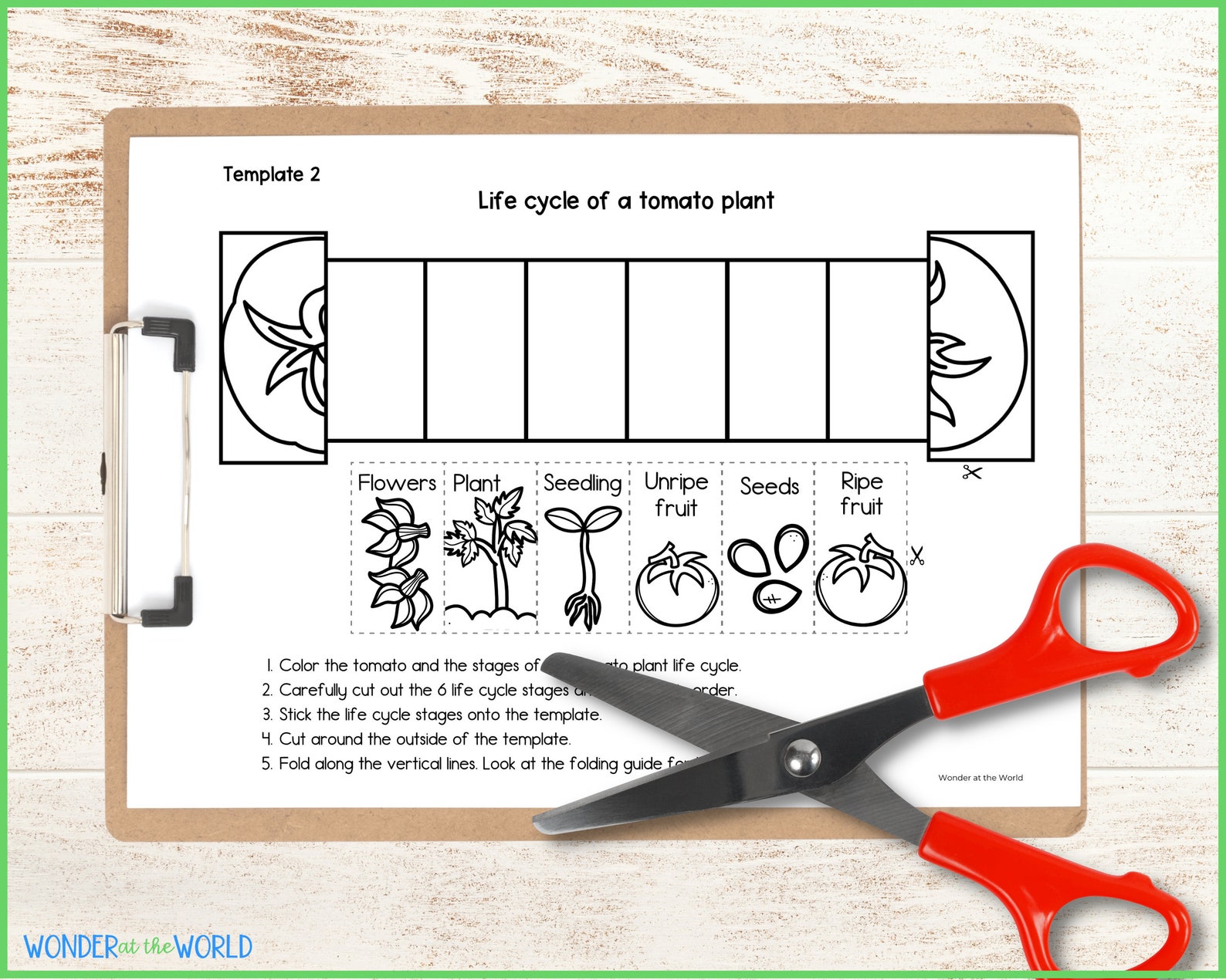 Life Cycle of a Tomato Plant Foldable Kids' Craft A4 and | Etsy
