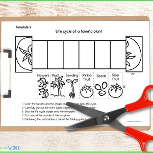 Life Cycle of a Tomato Plant Foldable Kids' Craft A4 and | Etsy