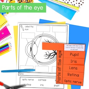 Parts of the Eye and Ear and How They Work Sequencing and Matching ...