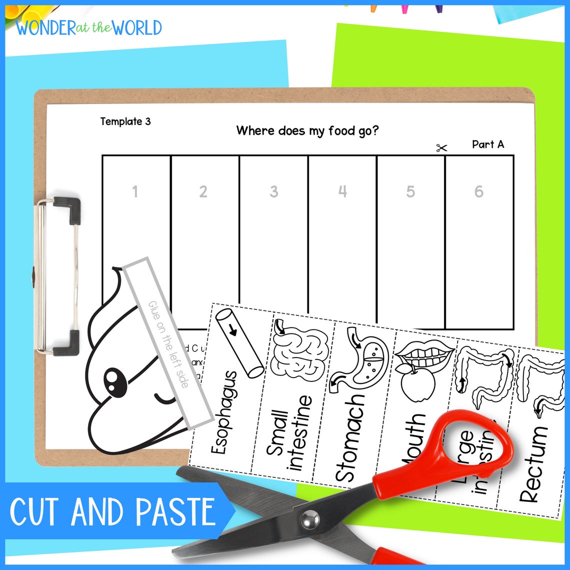 The Digestive System Foldable Kids' Activity | A4 and 11x8.5 Inch ...