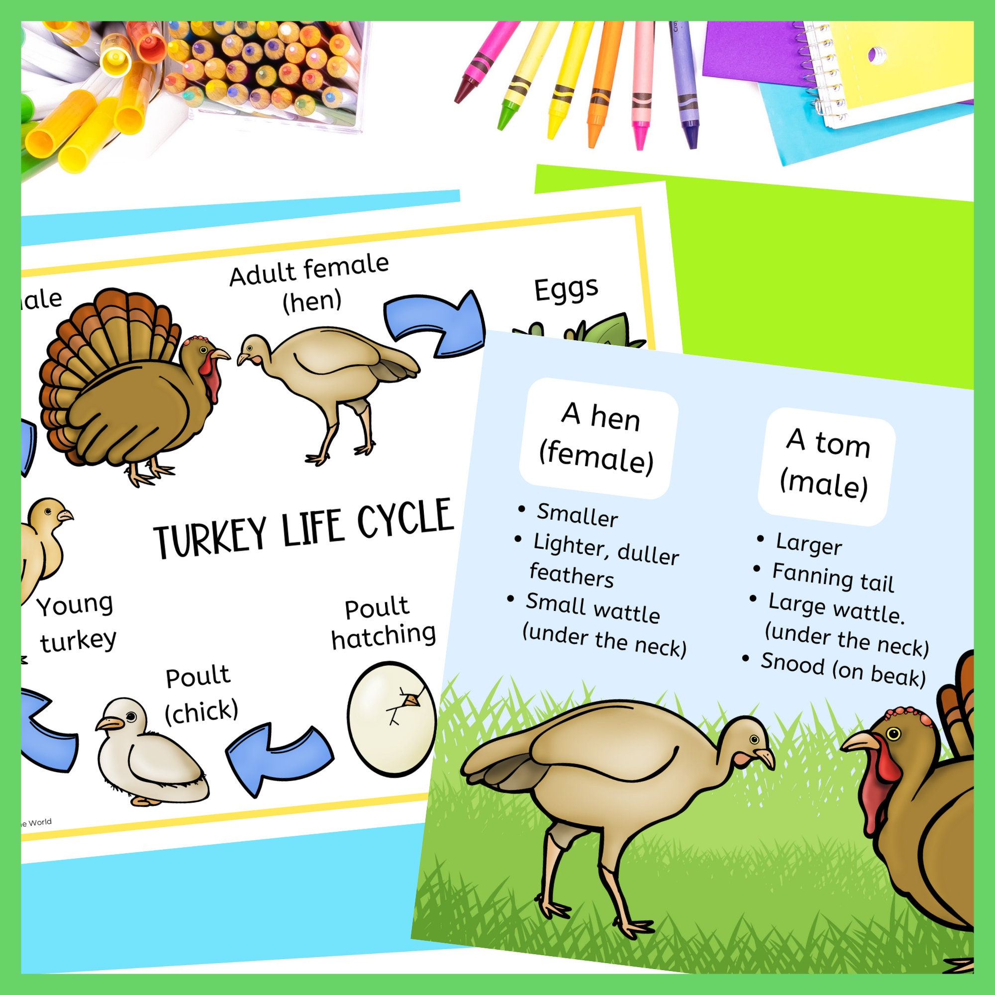 Life Cycle of a Turkey Foldable Kids' Craft 11x8.5 Inch - Etsy UK