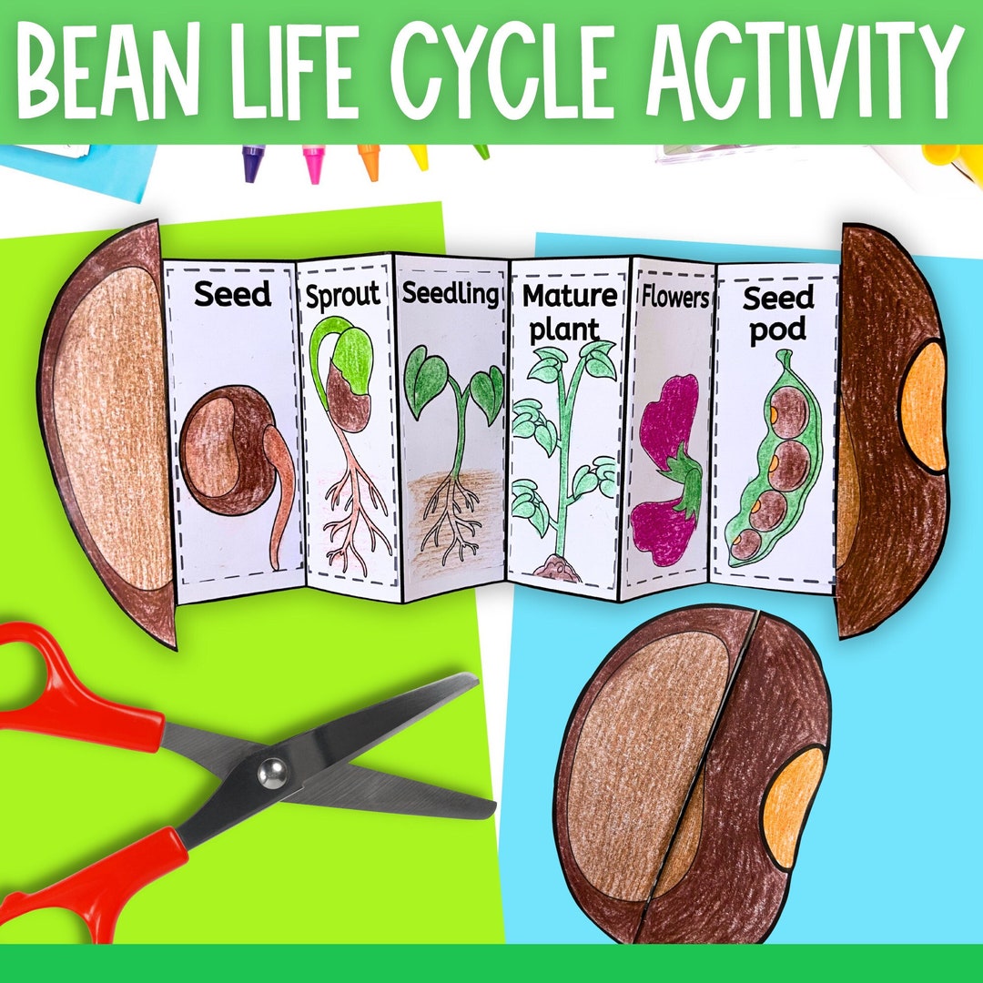 Life Cycle of a Bean Plant Foldable Kids' Craft Science Activity A4 and ...