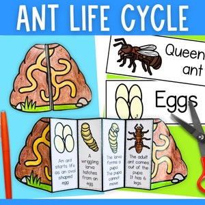 Life Cycle of an Ant Foldable Cut and Paste Science Activity and ...