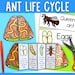 Life Cycle of an Ant Foldable Cut and Paste Science Activity and ...