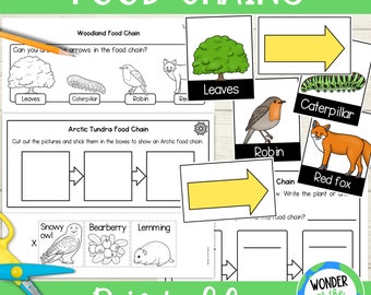 Food Chain Cards & Charts Printable Montessori Science Cards - Etsy UK