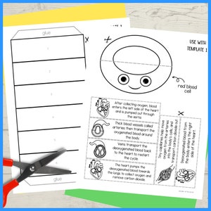 The Circulatory System Printable Foldouts and Worksheet Activity for ...