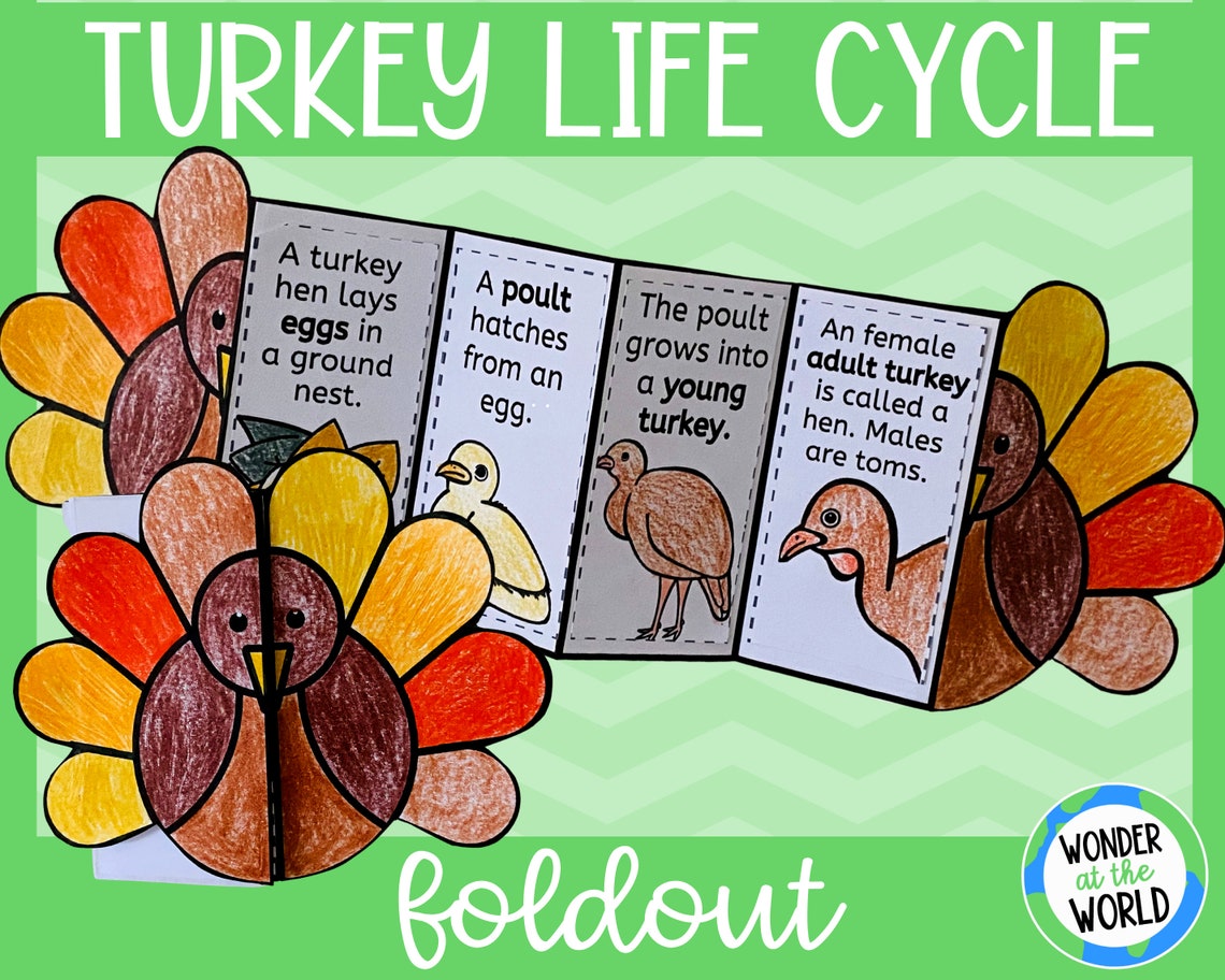 Life Cycle of a Turkey Foldable Kids' Craft 11x8.5 Inch | Etsy UK