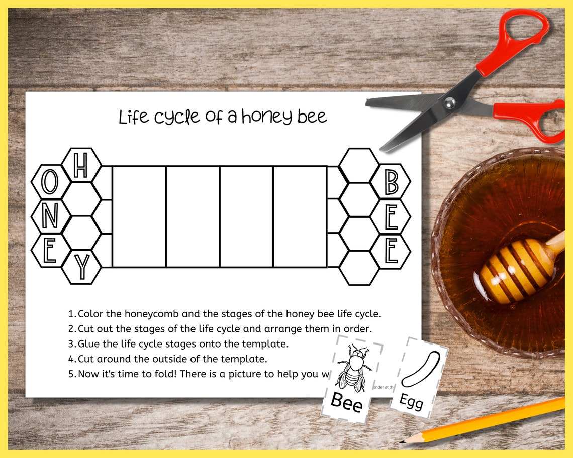 Life Cycle of Honey Bee Foldable Kids' Science Craft A4 - Etsy UK