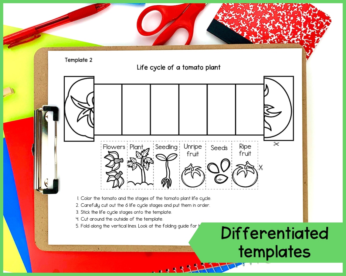 Life Cycle of a Tomato Plant Foldable Kids' Craft A4 and 11x8.5 Inch ...