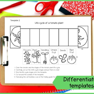 Life Cycle of a Tomato Plant Foldable Kids' Craft | A4 and 11x8.5 Inch ...