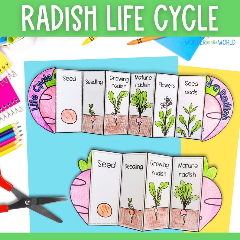 Life Cycle of a Radish Plant Sequencing Cut and Paste Foldable Activity ...
