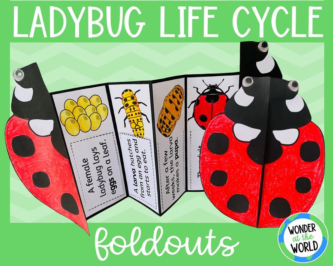 Life Cycle of a Ladybug Ladybird Foldable Kids' Craft A4 - Etsy