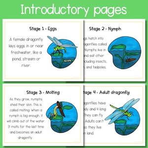 Life Cycle of a Dragonfly Foldout Kids' Science Craft | A4 and 11x8.5 ...
