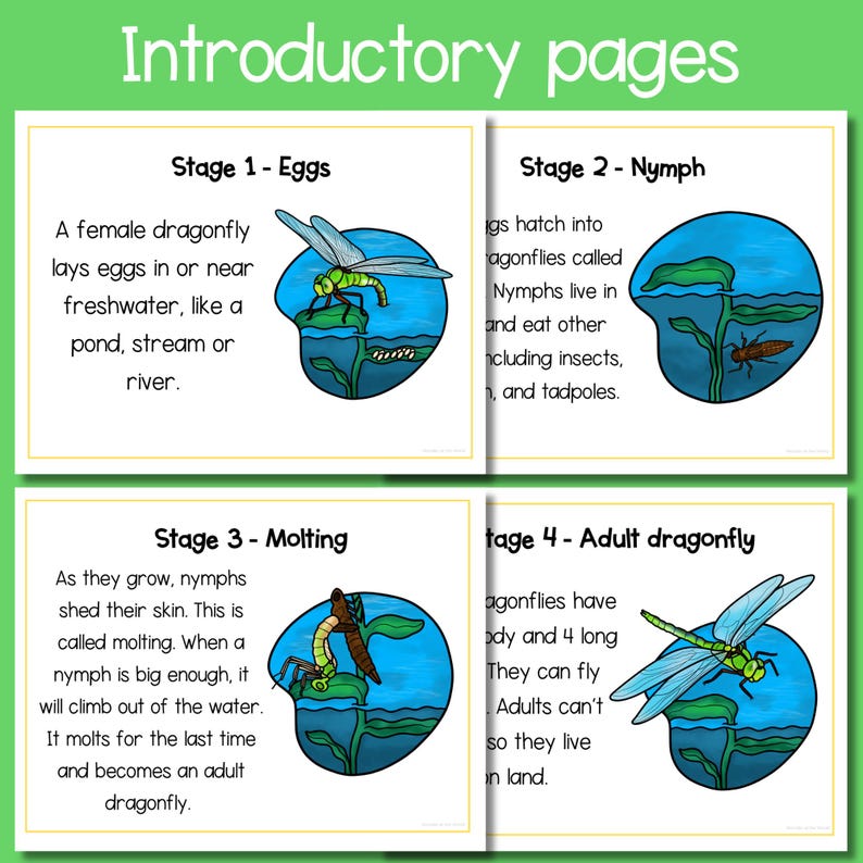 Life Cycle of a Dragonfly Foldout Kids' Science Craft | A4 and 11x8.5 ...