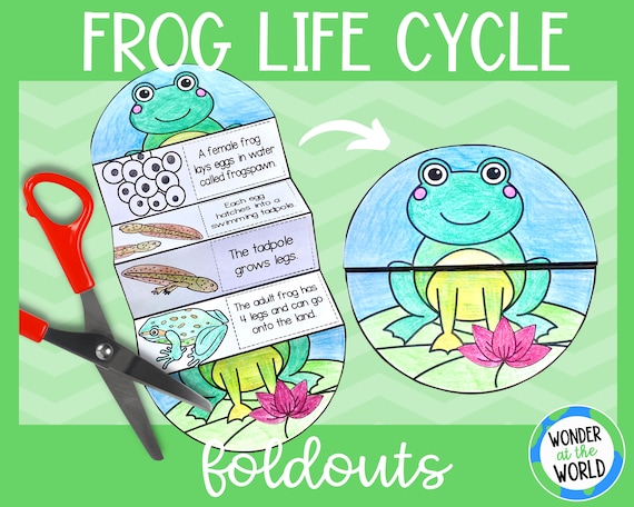 Life Cycle of a Frog Foldable Kids' Craft A4 and 11x8.5 - Etsy