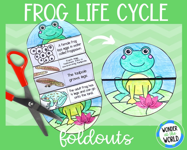 Life Cycle of a Frog Foldable Kids' Craft A4 and 11x8.5 - Etsy UK