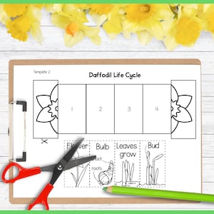 Life Cycle of a Daffodil Flower Foldable Kids' Craft | A4 and 11x8.5 ...