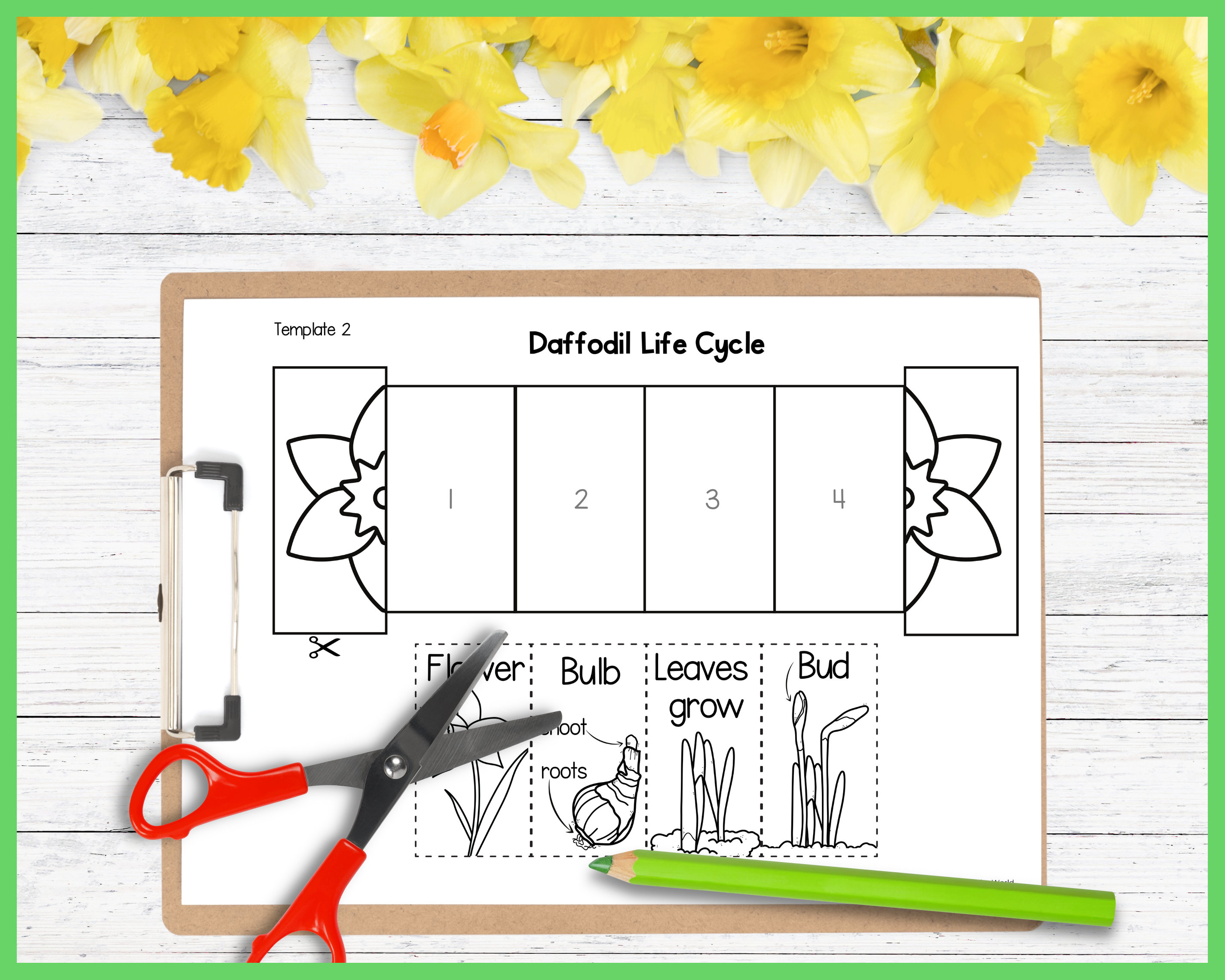 Life Cycle of a Daffodil Flower Foldable Kids' Craft | A4 and 11x8.5 ...