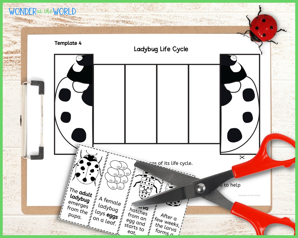 Life Cycle of a Ladybug Ladybird Foldable Kids' Craft A4 and 11x8.5 ...