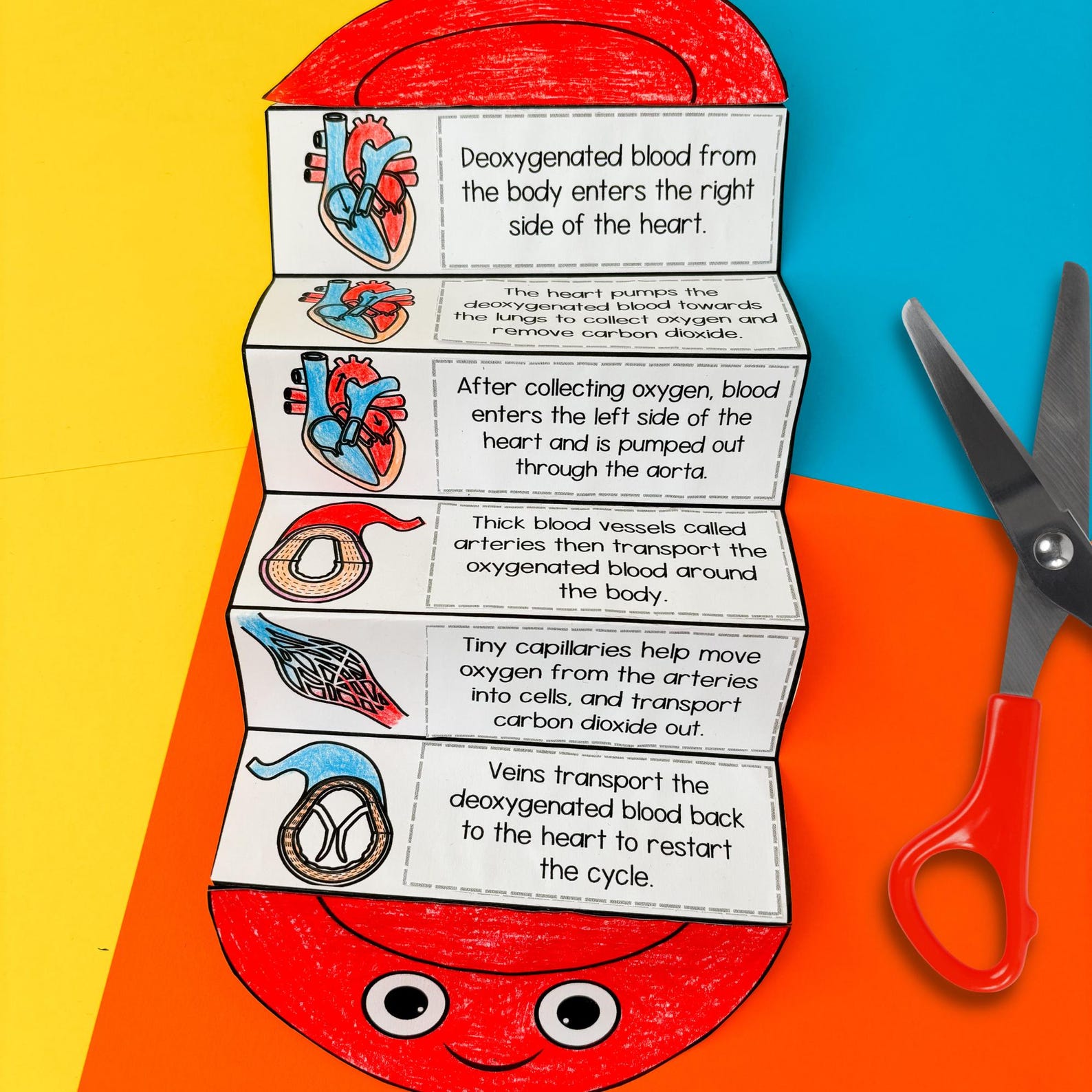 The Circulatory System Printable Foldouts and Worksheet Activity for ...