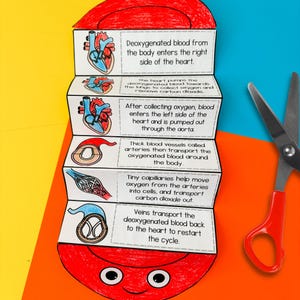 The Circulatory System Printable Foldouts and Worksheet Activity for ...