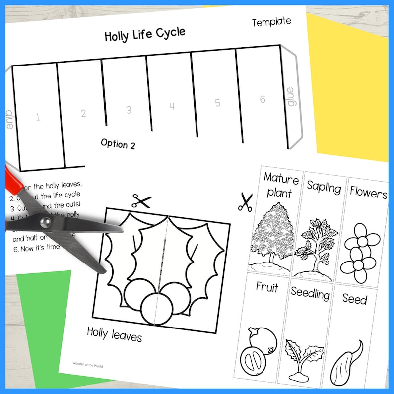 Life Cycle of a Holly Tree Foldable Sequencing Activity Christmas ...