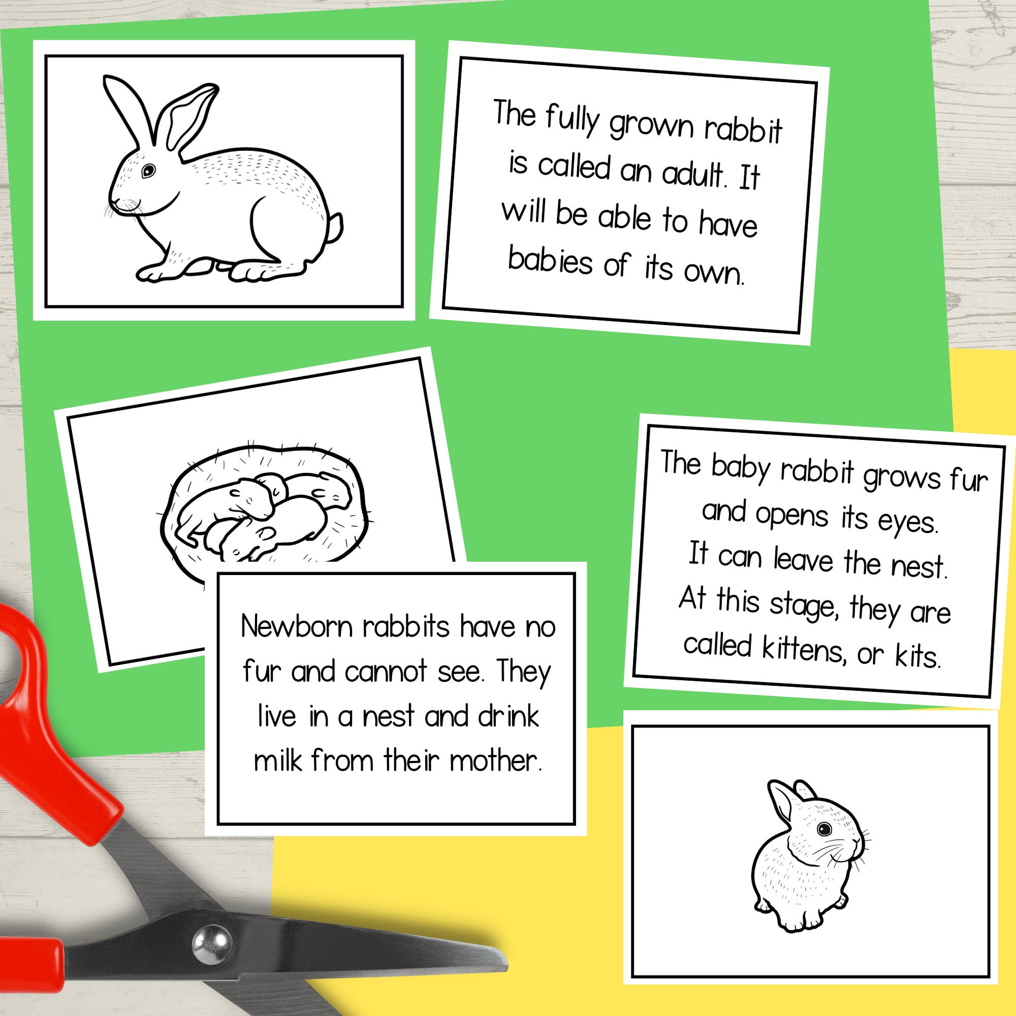 Life Cycle of a Rabbit Foldable Sequencing Activity Cut and Paste ...