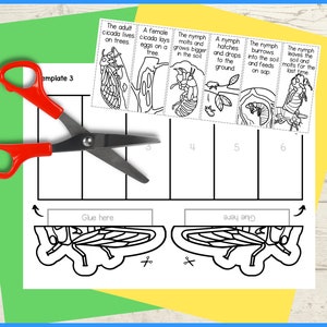 Life Cycle of a Cicada Foldable Sequencing Science Activity for Kids ...