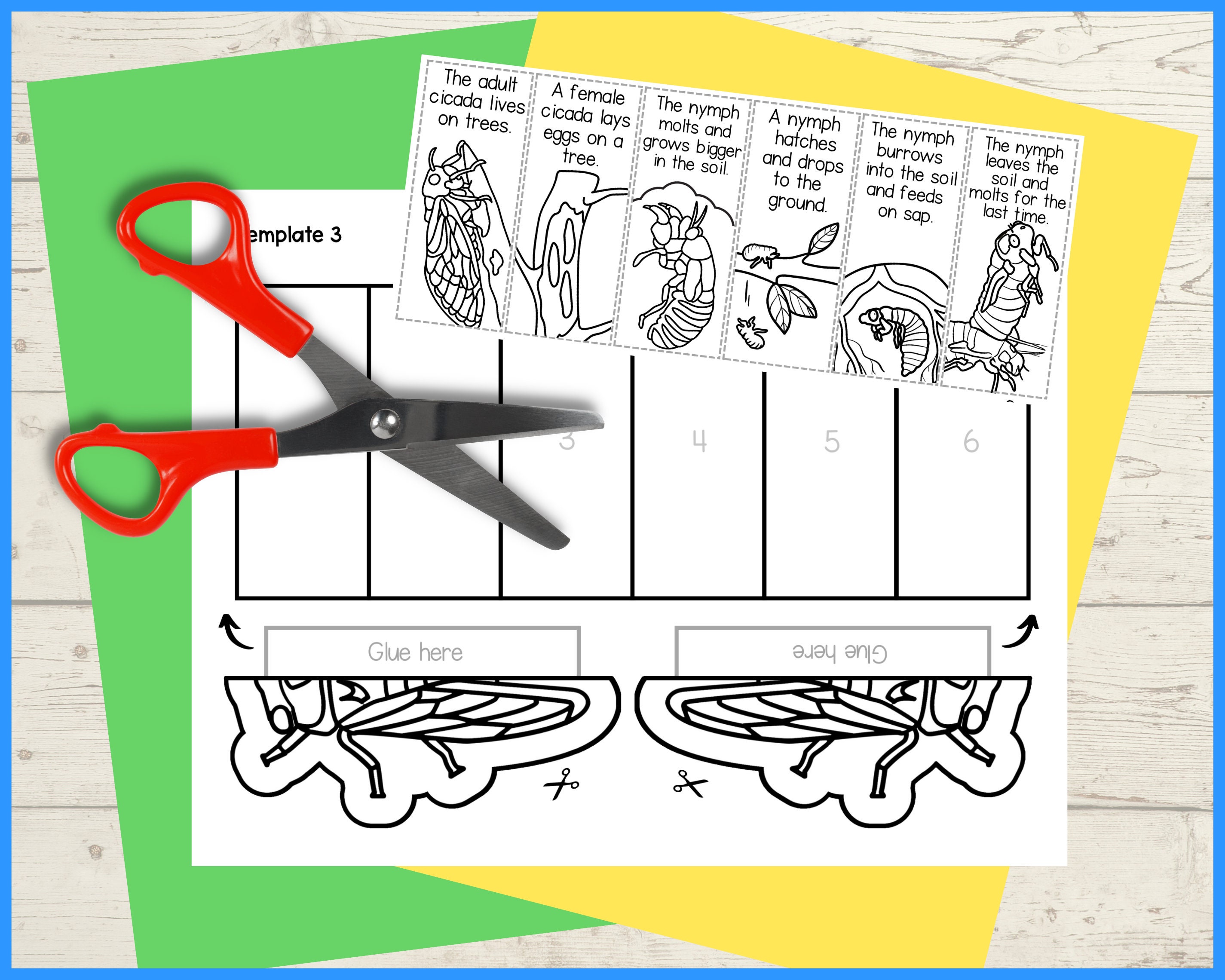 Life Cycle of a Cicada Foldable Sequencing Science Activity for Kids ...