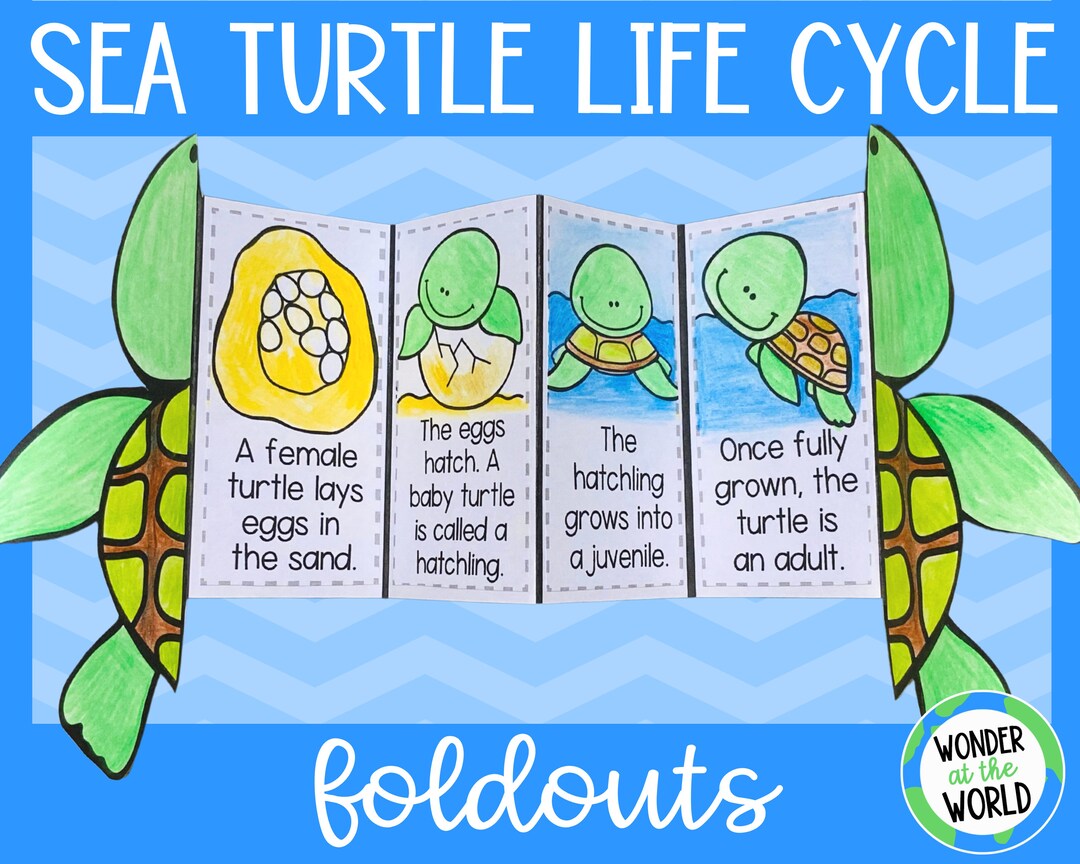 Life Cycle of a Sea Turtle Foldable Activity for Kids A4 and - Etsy