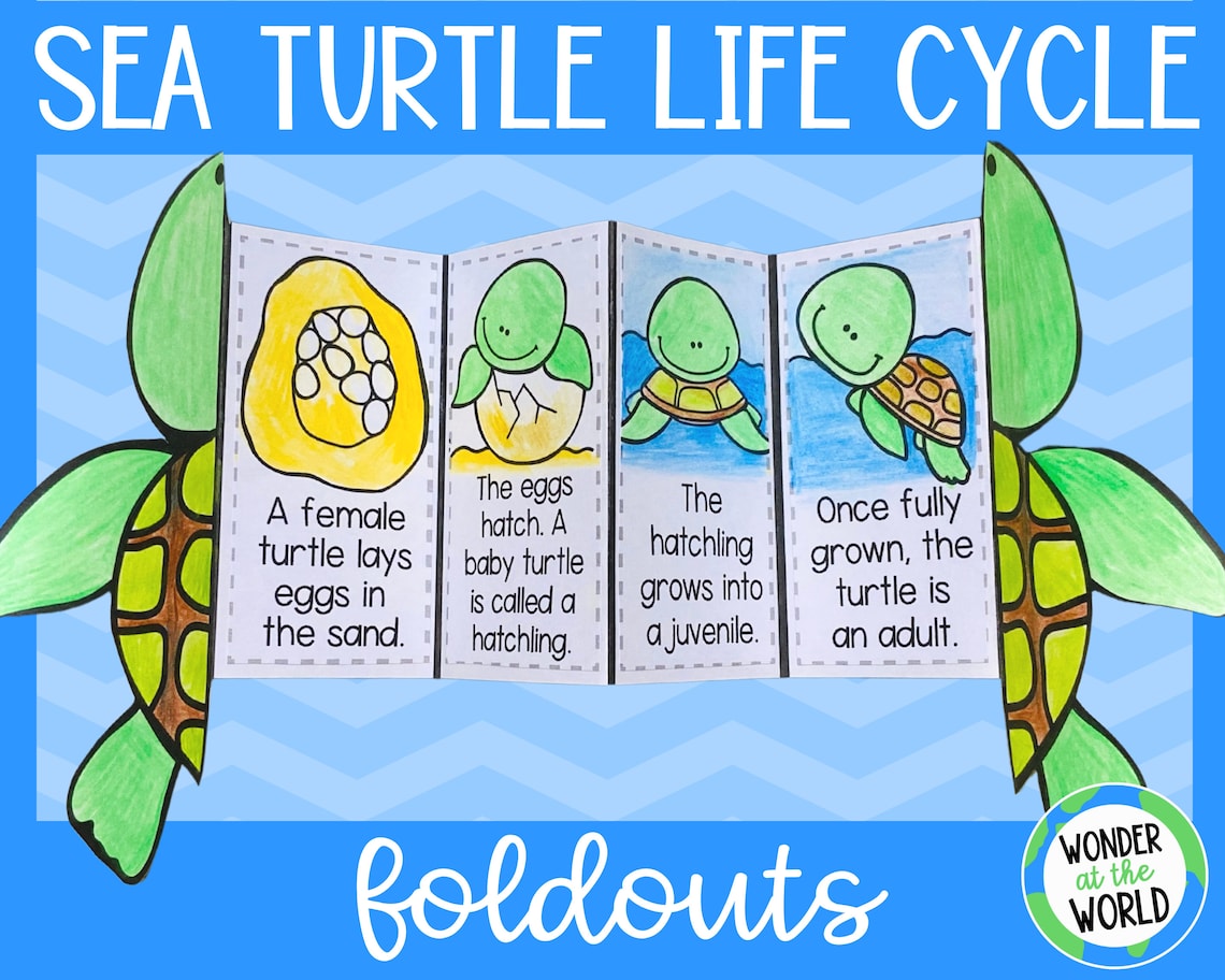 Life Cycle of a Sea Turtle Foldable Activity for Kids A4 and - Etsy