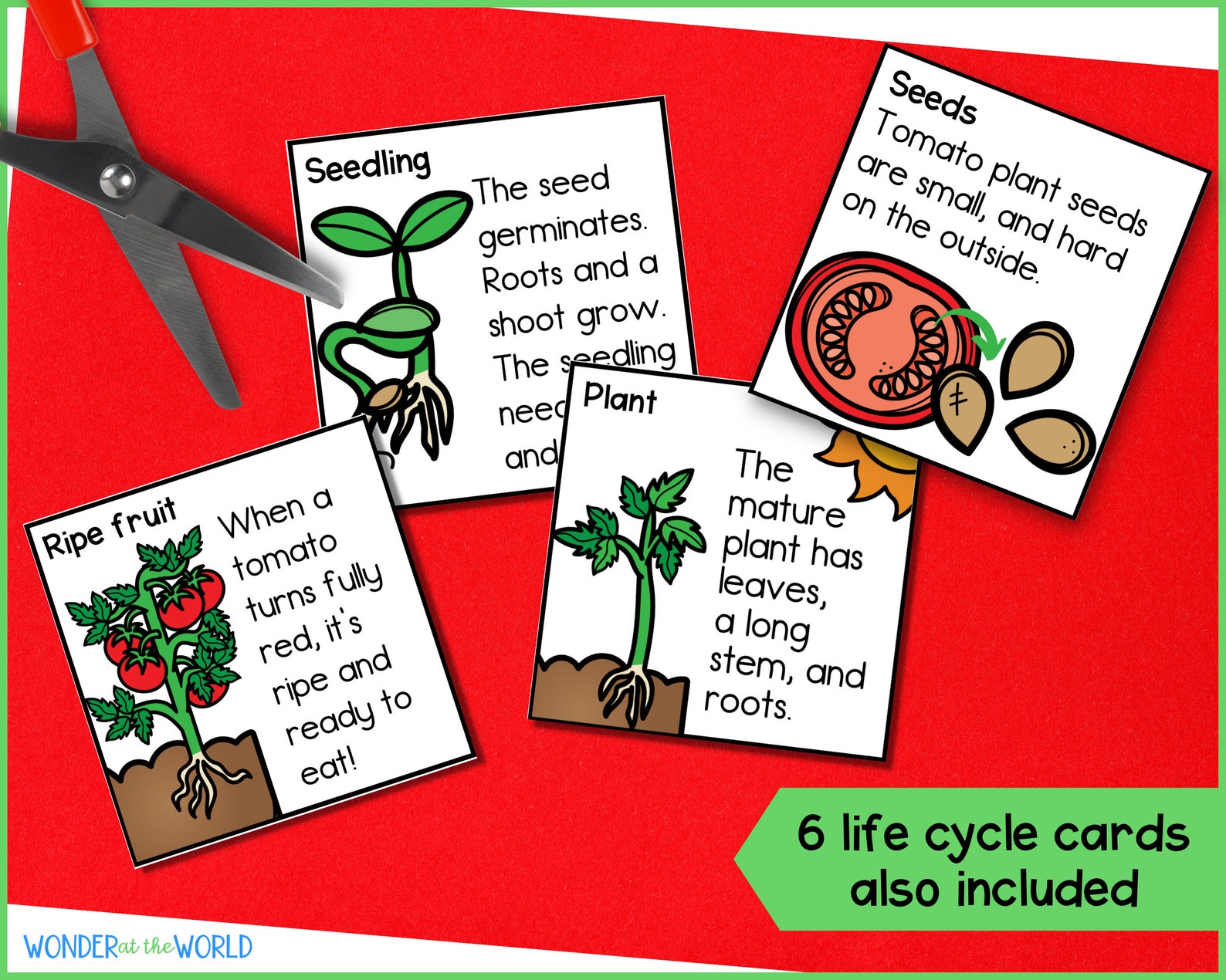 Life Cycle of a Tomato Plant Foldable Kids' Craft | A4 and 11x8.5 Inch ...