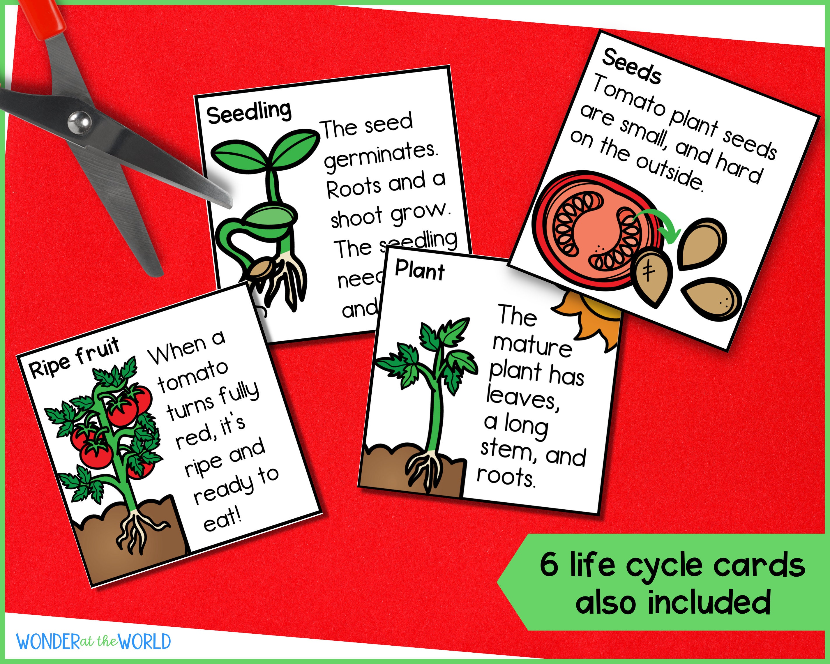 Life Cycle of a Tomato Plant Foldable Kids' Craft A4 and 11x8.5 Inch ...