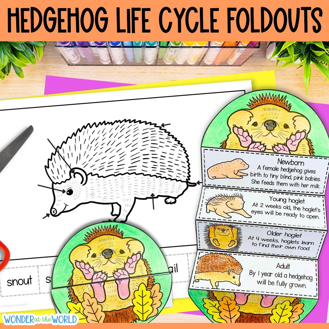 Hedgehog Mammal Life Cycle Sequence and Fold Activity for Kids | 8.5x11 ...