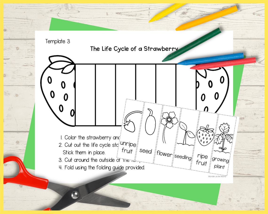 Life Cycle of a Strawberry Plant Printable Learning Activity | A4 and ...
