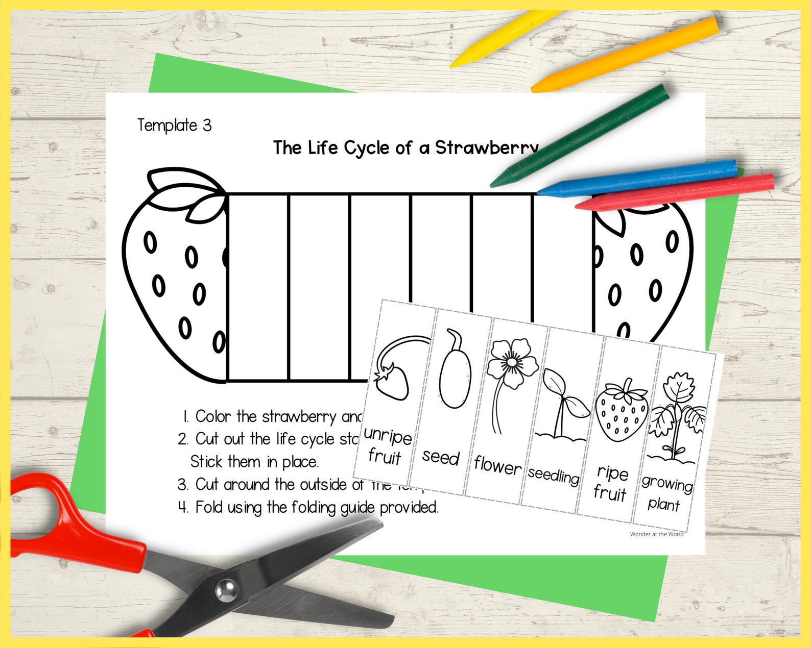 Life Cycle of a Strawberry Plant Printable Learning Activity | A4 and ...