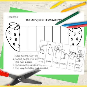 Life Cycle of a Strawberry Plant Printable Learning Activity | A4 and ...