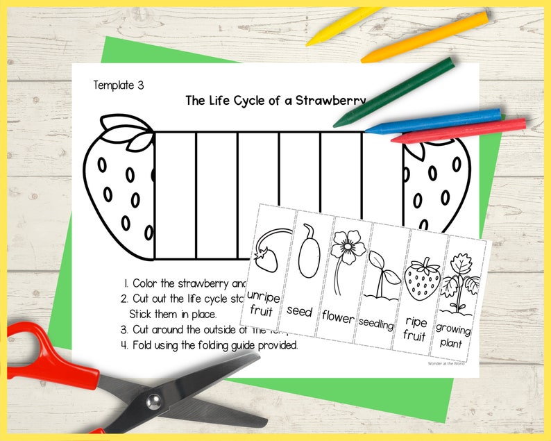 Life Cycle of a Strawberry Plant Printable Learning Activity | A4 and ...