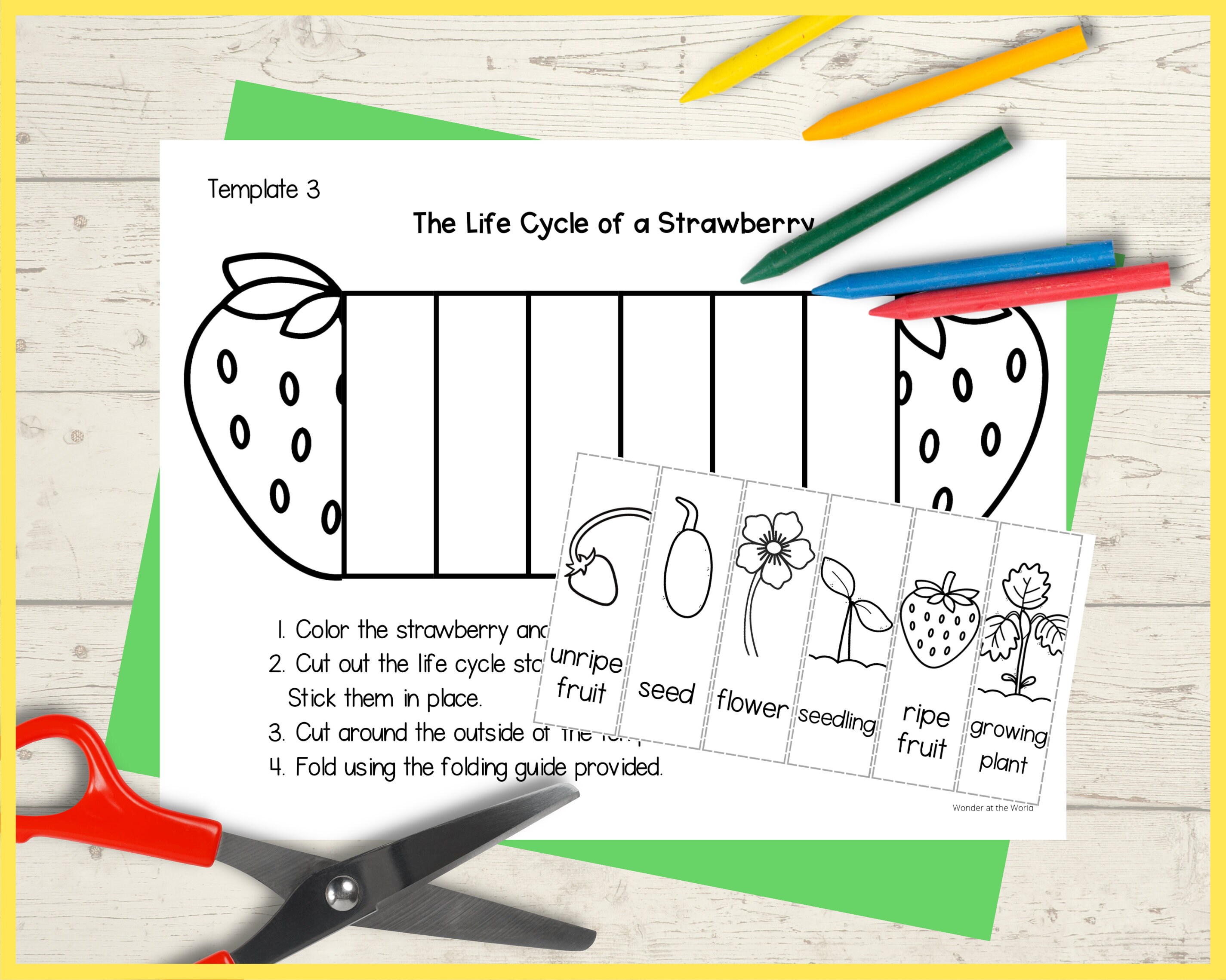 Life Cycle of a Strawberry Plant Printable Learning Activity | A4 and ...