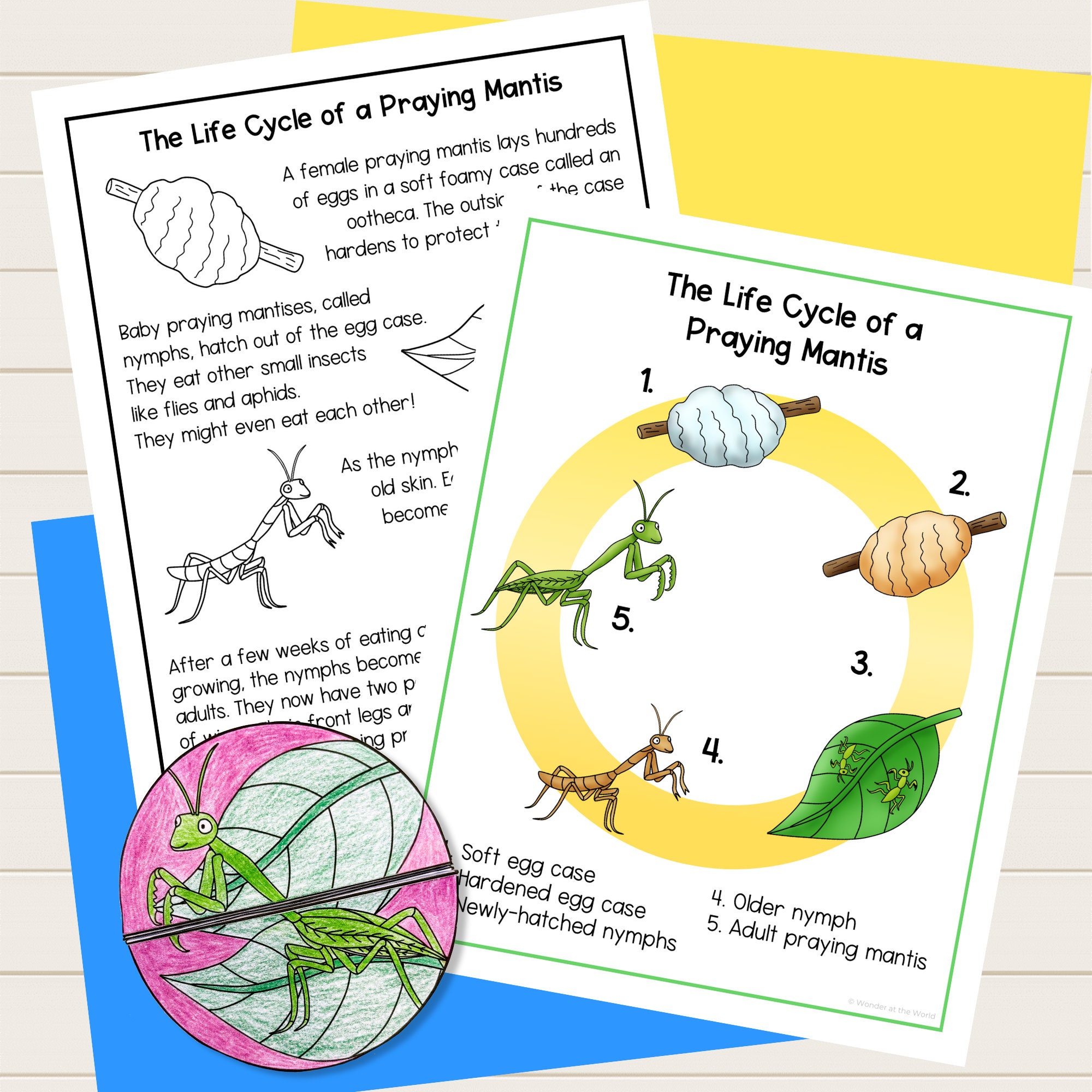 Life Cycle of a Praying Mantis Insect Foldable Sequencing Activity Cut ...