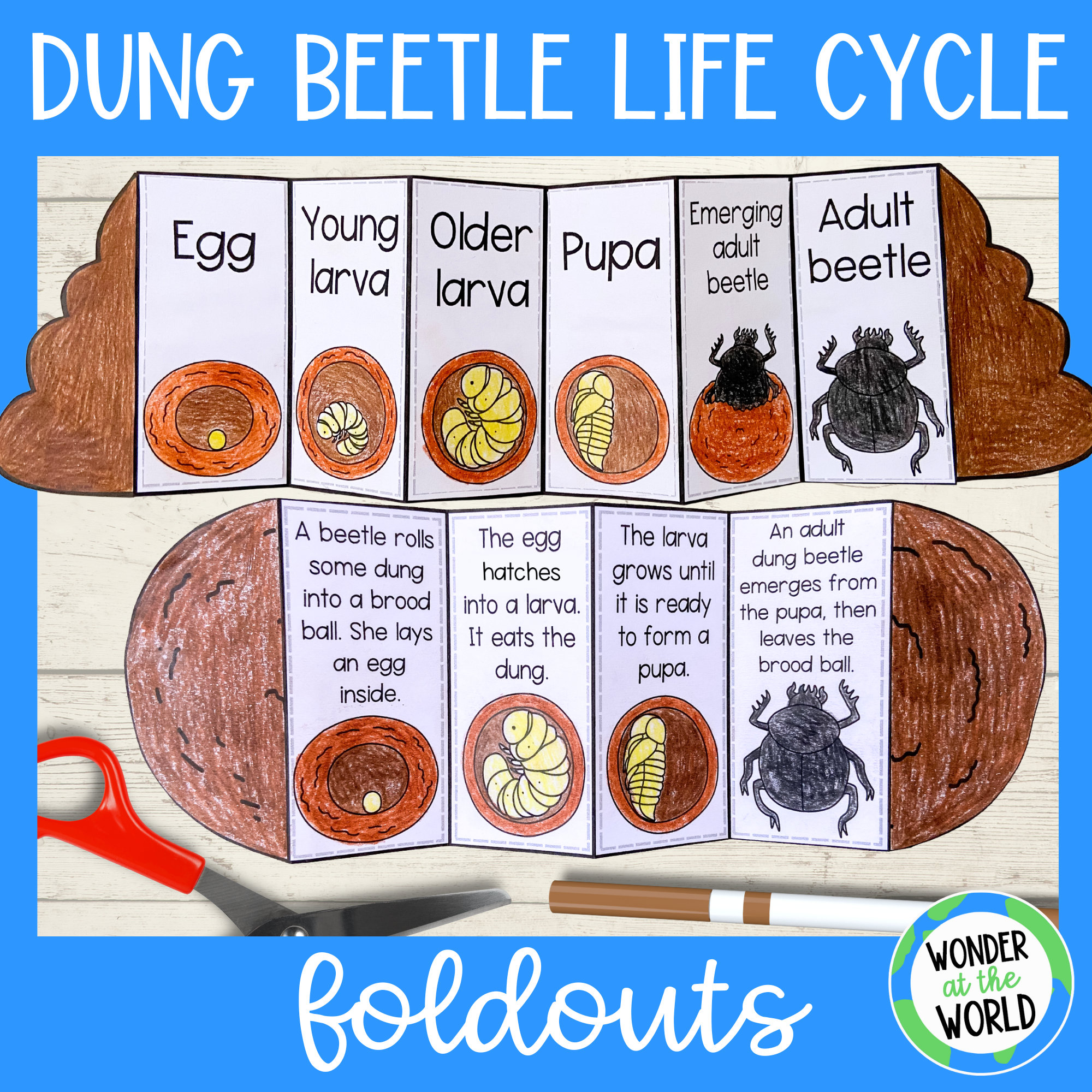 Life Cycle of a Dung Beetle Foldable Sequencing Activity Craft for Kids ...
