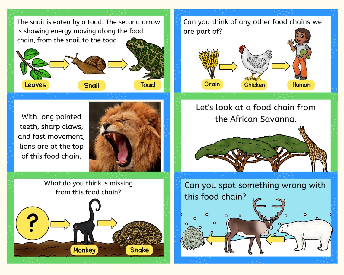 Food Chains Google Slides Presentation for Science Lesson First Grade ...