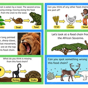 Food Chains in Different Habitats Google Slides Presentation for ...