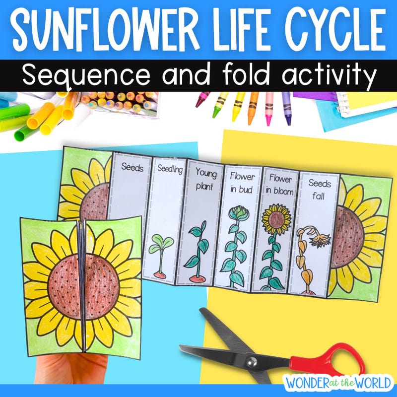 Flower Life Cycle Craft - Etsy