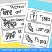 Life Cycle of an Ant Foldable Cut and Paste Science Activity and ...