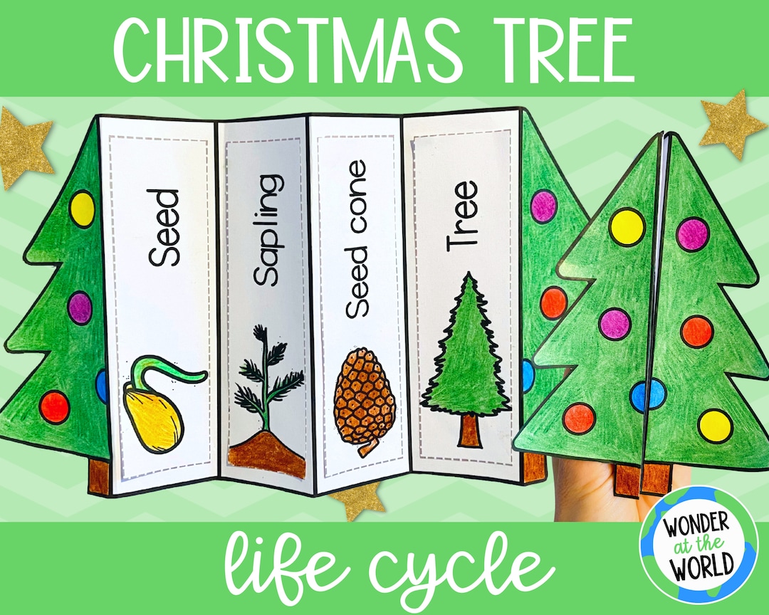 Life Cycle of a Christmas Tree Foldable Kids' Craft A4 - Etsy UK