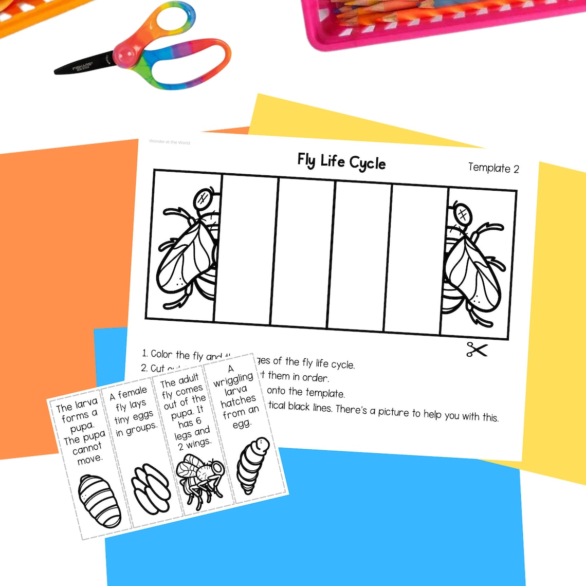 Life Cycle of a Fly Foldable Insect Activity Cut and Paste Science ...