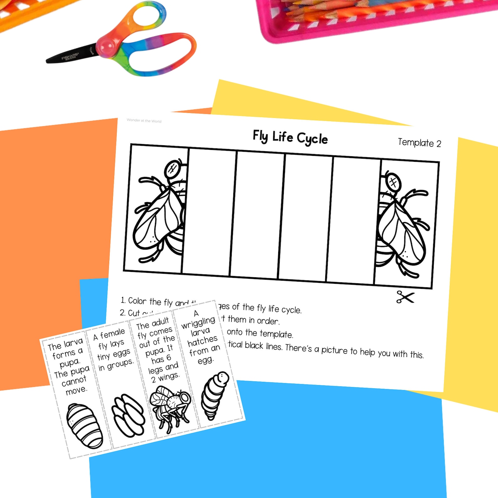 Life Cycle of a Fly Foldable Insect Activity Cut and Paste Science ...