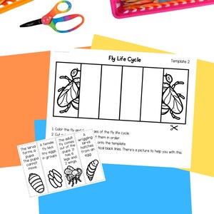 Life Cycle of a Fly Foldable Insect Activity Cut and Paste Science ...